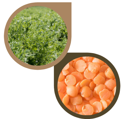 Lentille corail - Ferme Bréti'Graines